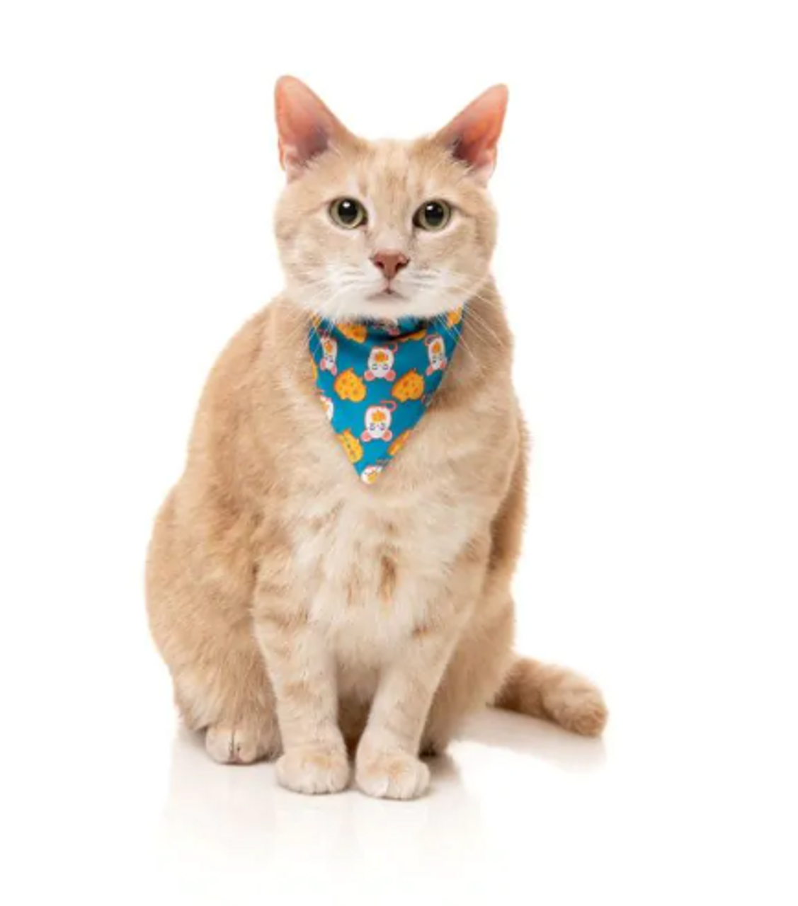 FuzzYard Cat Fashion Pack Cheesy Hearts