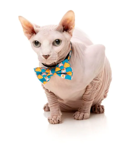 FuzzYard Cat Fashion Pack Cheesy Hearts