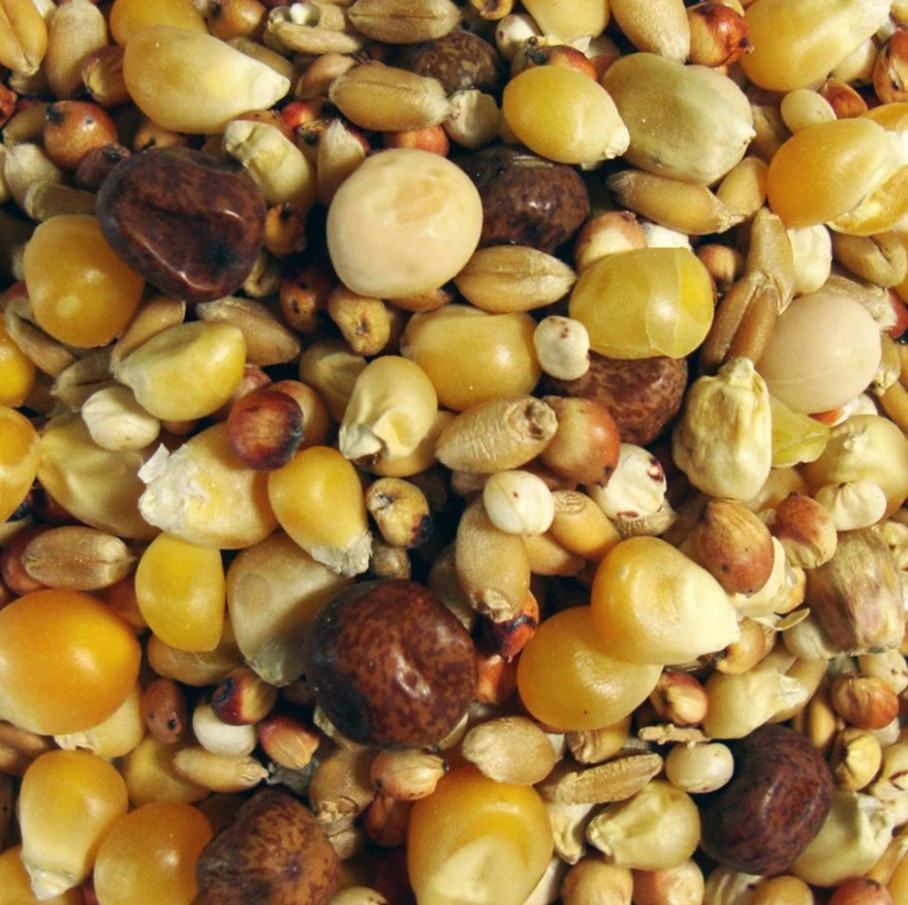 Thrifty Popcorn Pigeon Food