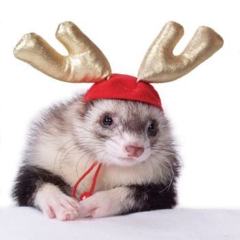 Marshall Pet Holiday Antlers for Ferrets & Small Animals