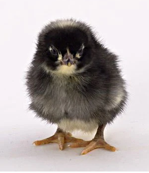 Hoover's Hatchery Rustic Rock Chicken
