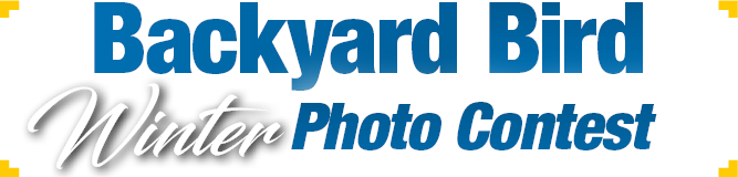 Backyard Bird Life: April