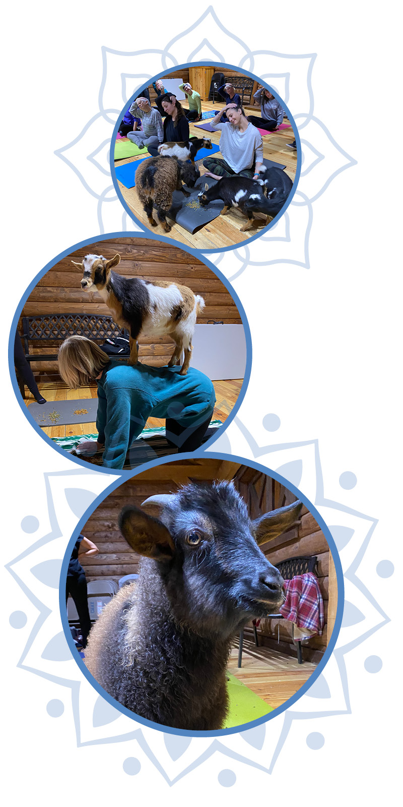 Goat Yoga at CountryMax