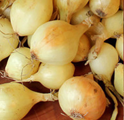 Yellow Onion Sets 100 Per Pack - CountryMax