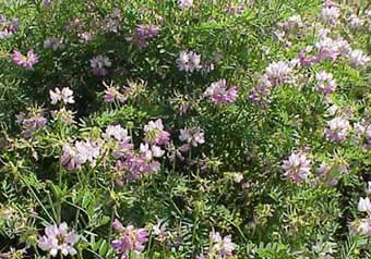 Southern States Vetch Crown - CountryMax