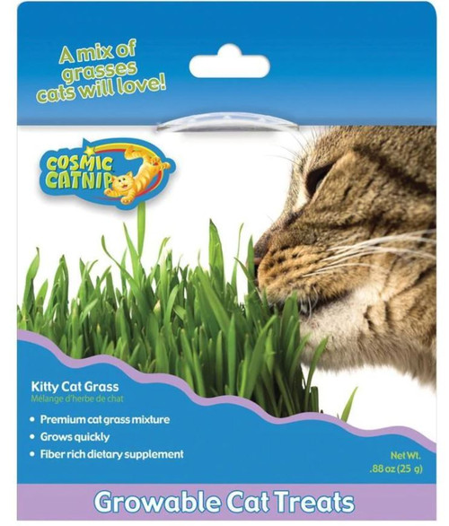 Cosmic Catnip Kitty Cat Grass