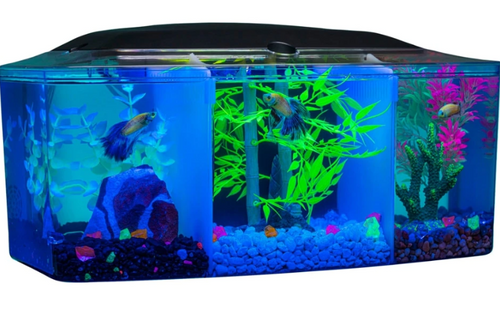 GloFish Betta Trilogy Aquarium