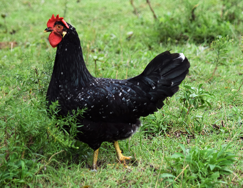 Hoover's Hatchery Ancona Chickens - CountryMax