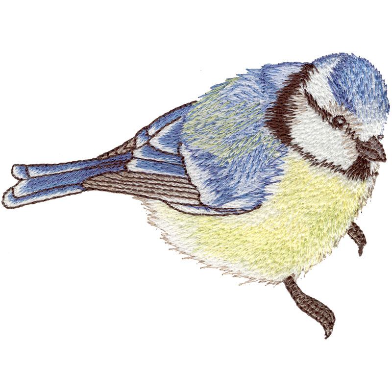Blue Tit