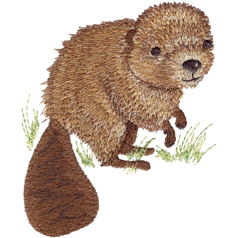 Baby Beaver