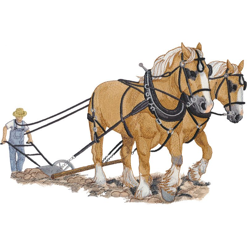 Jumbo Haflinger Team