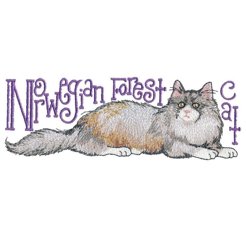 Cat Alphabet N