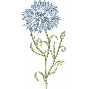 Cornflower
