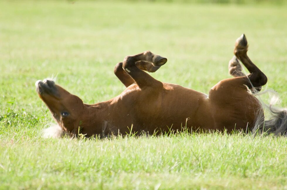 The Truth About Colic Reimbursement Programs - Arenus Animal Health ...