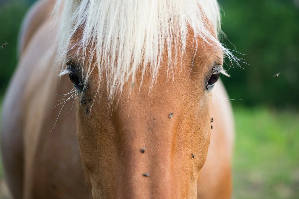 Understanding Your Horse's Natural Insect Defense - Arenus Animal ...