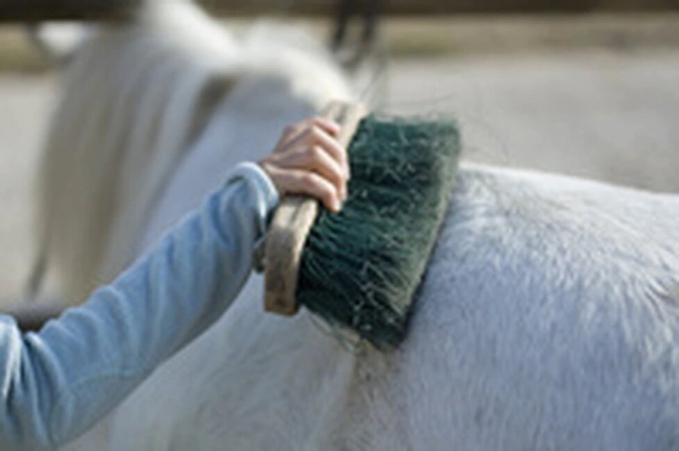 The Back Pain Breakdown: Part 2 - Arenus Animal Health - Canada