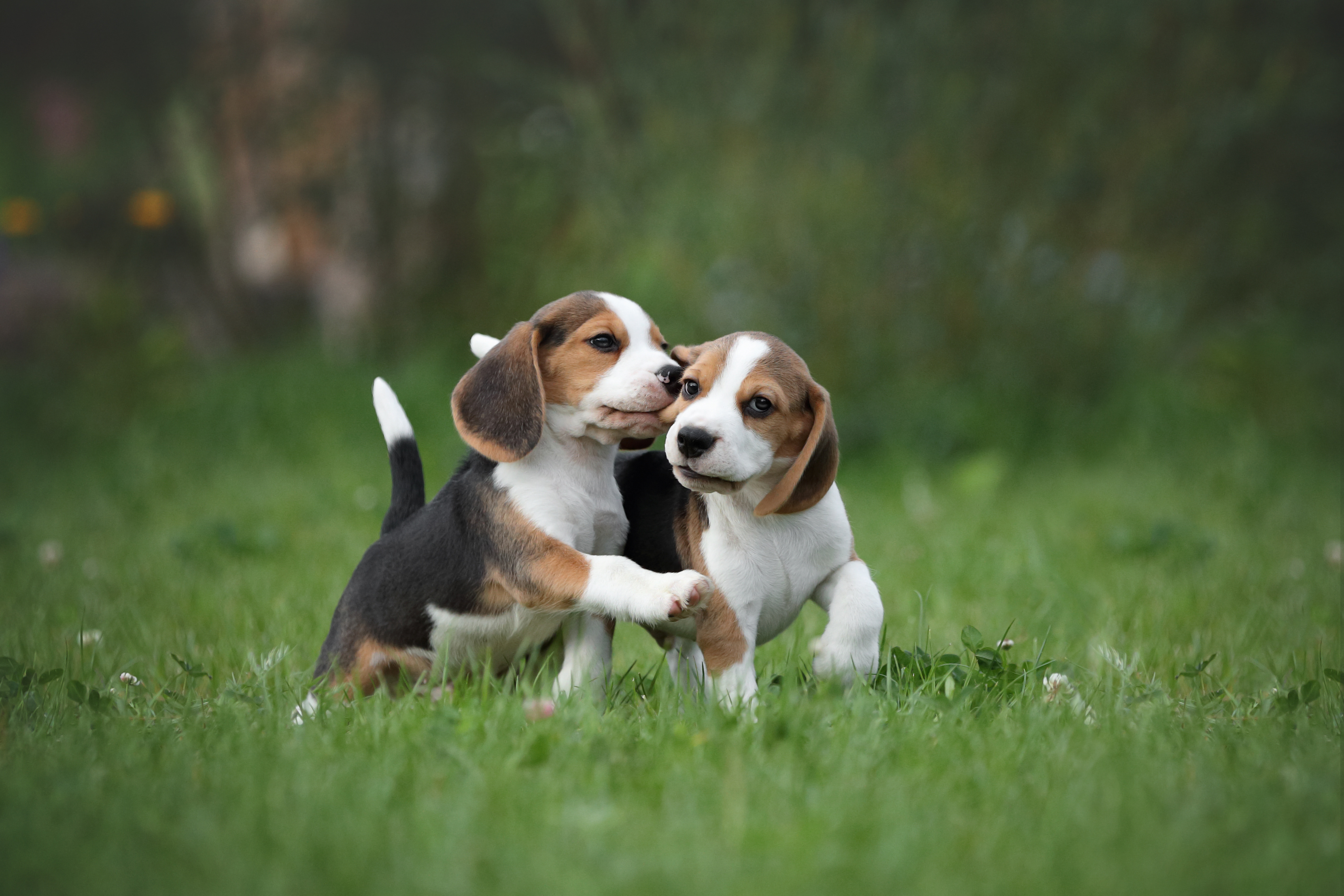 Welcoming Home Your New Animal - Arenus Animal Health - Canada
