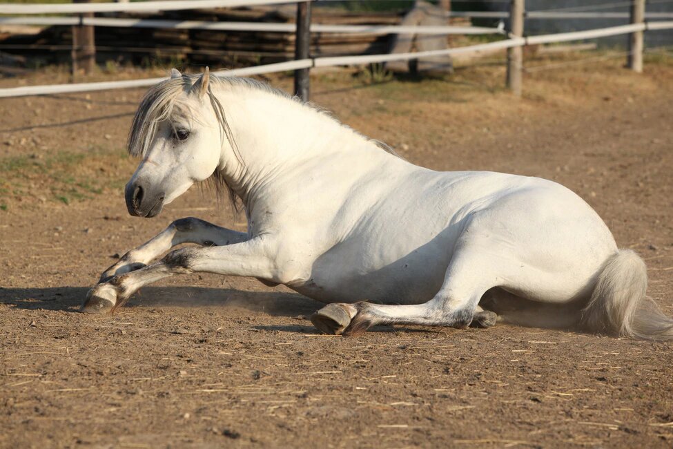 Severe Colic and New Treatments - Arenus Animal Health - Canada