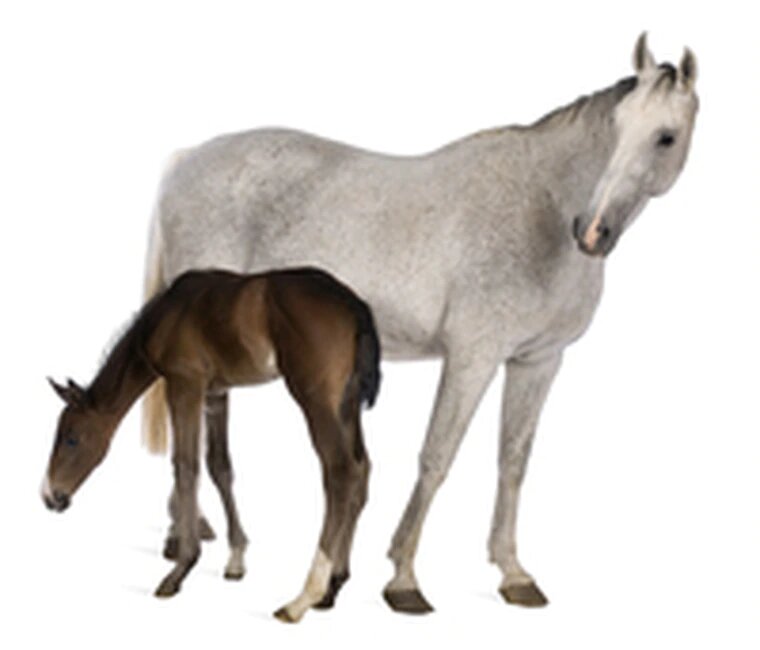 Difficult to Breed Mares Have Options - Arenus Animal Health - Canada