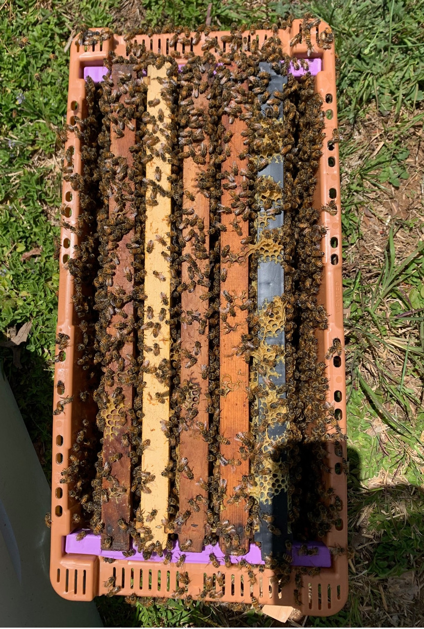 Davis Backyard Bees 5-Frame Nucleus Bee Hive – VSH Grooming Behavior