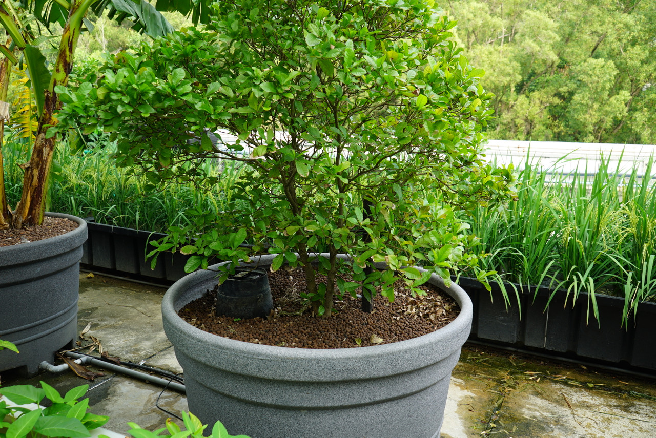 Tree Tub 500L