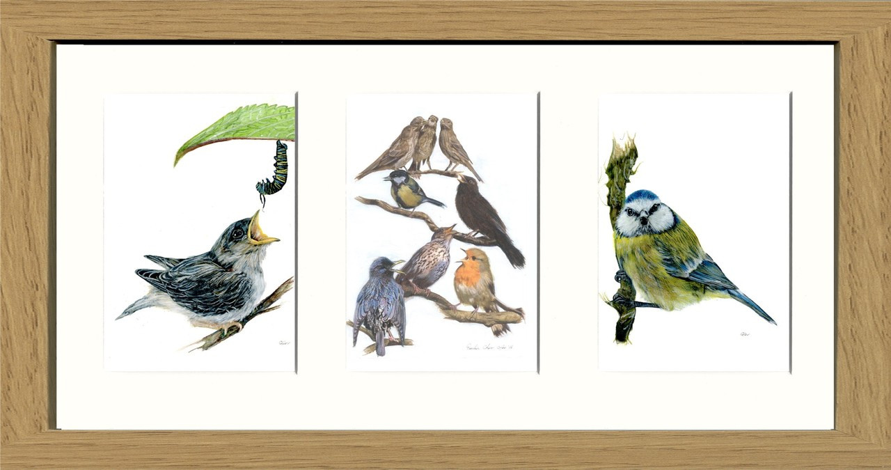 British Garden Bird Triptych 1 - Collector's Prints - Willow Fine Arts