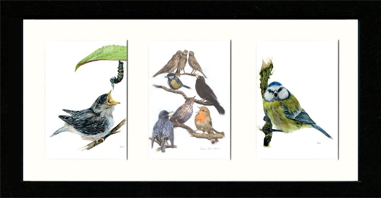 British Garden Bird Triptych 1 - Collector's Prints - Willow Fine Arts