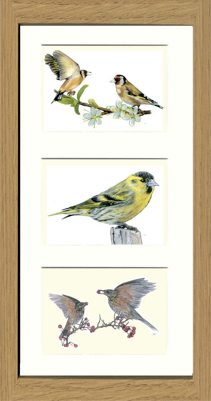 British Garden Birds Triptych 2 - Collector's Prints - Willow Fine Arts