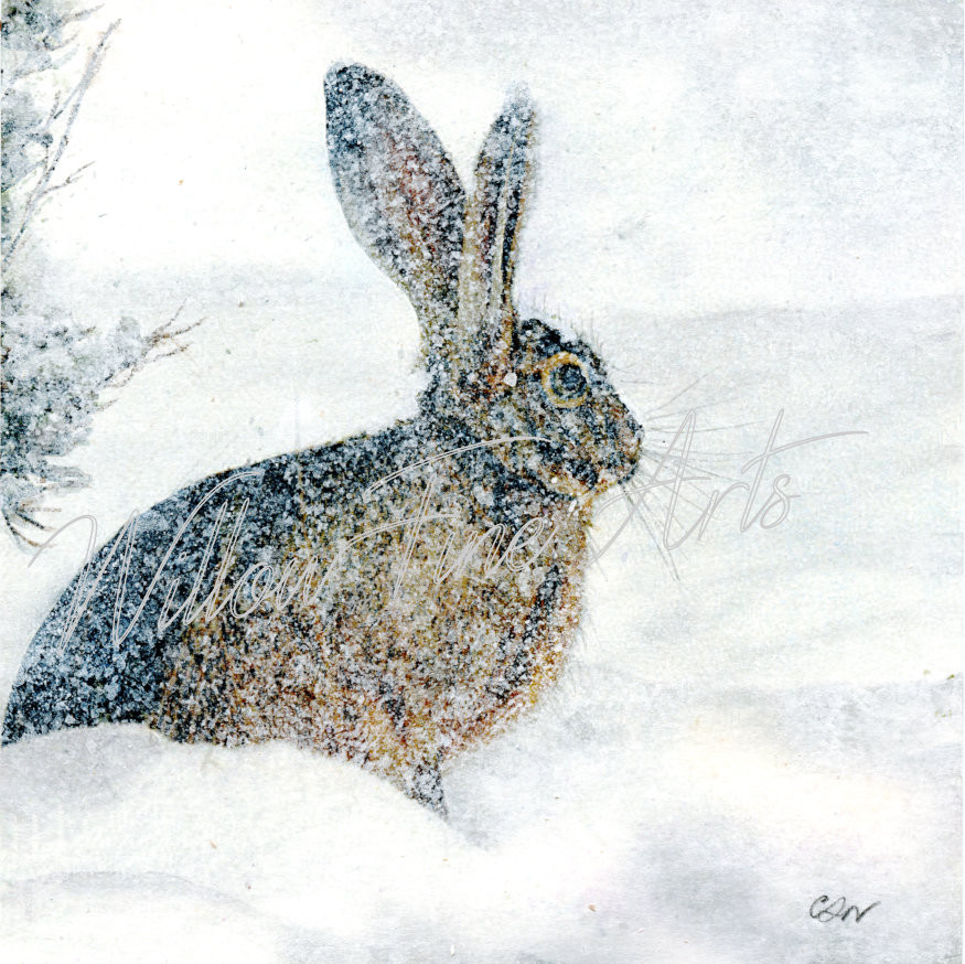 Sitting Hare in Snow - Art Print