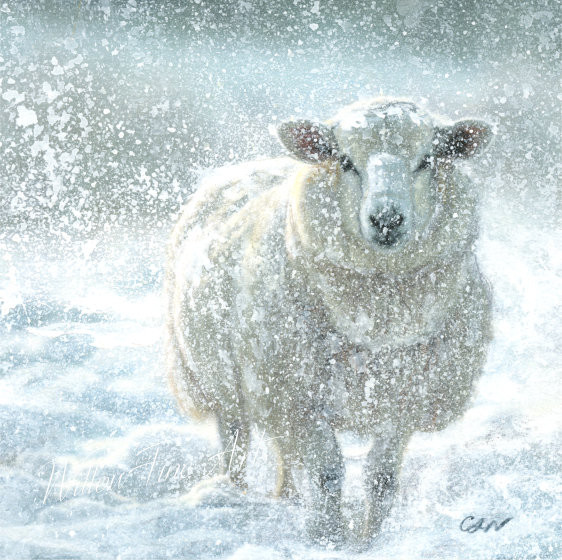Sheep in Snow - Canvas Print