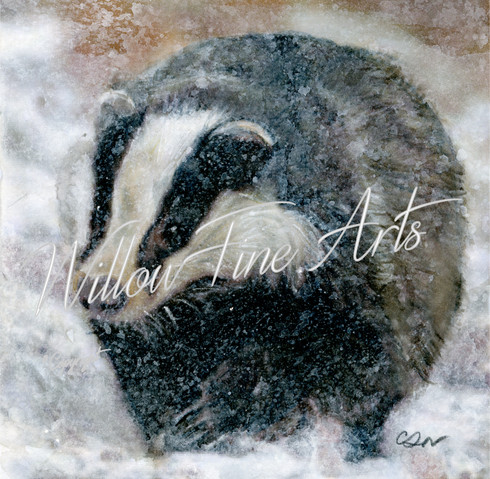Badger in Snow - Art Print
