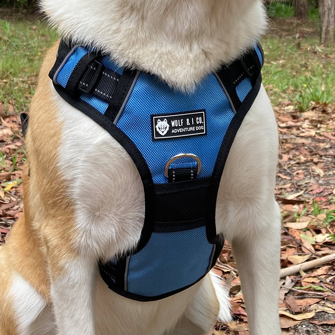 Shop Extra Large Dog Harness | Reflective & Tough Design