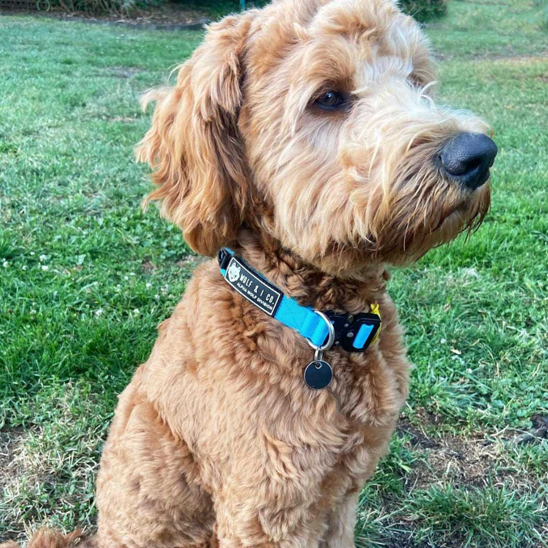 Shop Dog Collars & Puppy Collars | Range of Designs