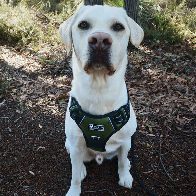 Dog Harness | Adjustable No Pull Dog Harness Large | Shop No Pull Dog ...