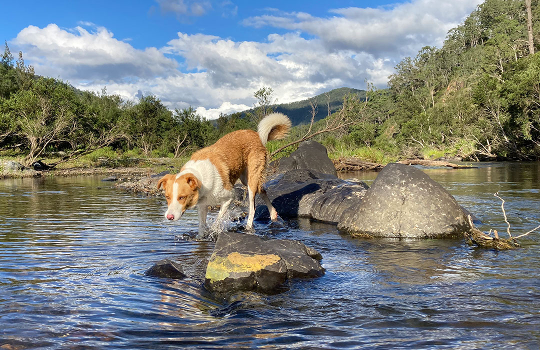 Dog Friendly Free Camping On The Nymboida River - Wolf & I Co.
