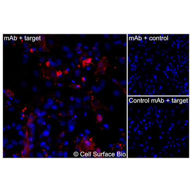 SLC4A1 MAb - CSB0146 - Cell Surface Bio
