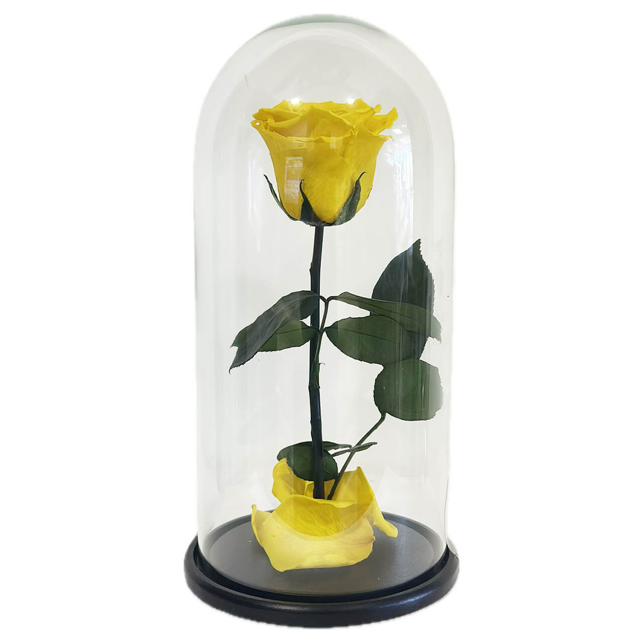Dome Taurus: Preserved Yellow Rose & Glass Dome | Salvy the Florist