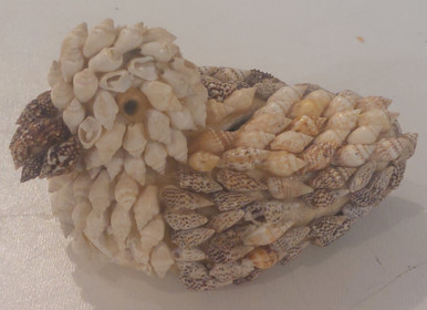 Seashell Handmade Duck with Googly Eyes Home Decor Home Made Beach ...