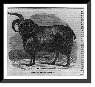 Historic Framed Print, [An] Iceland Sheep, 17-7/8" x 21-7/8"