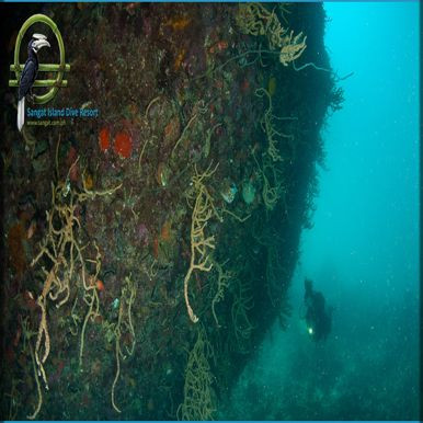 Diving Wrecks 6 Days Coron, Philippines
