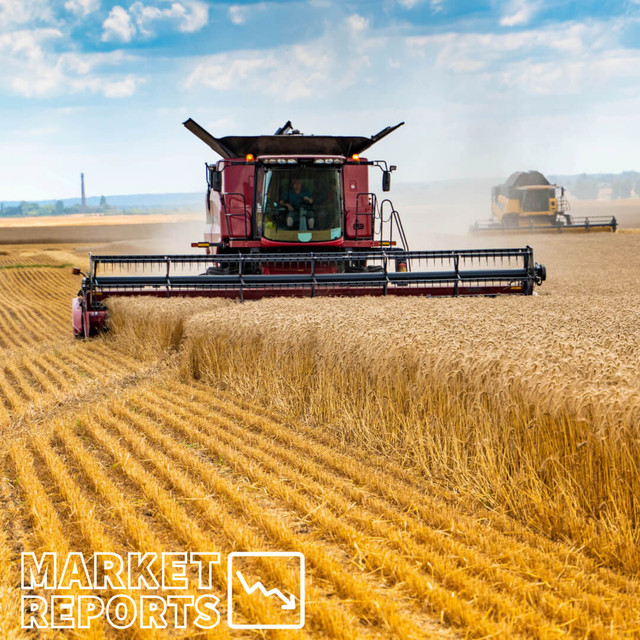 Early Promise, Patchy Yields: Inside the 2025 UK Wheat Harvest - Ceres Shop