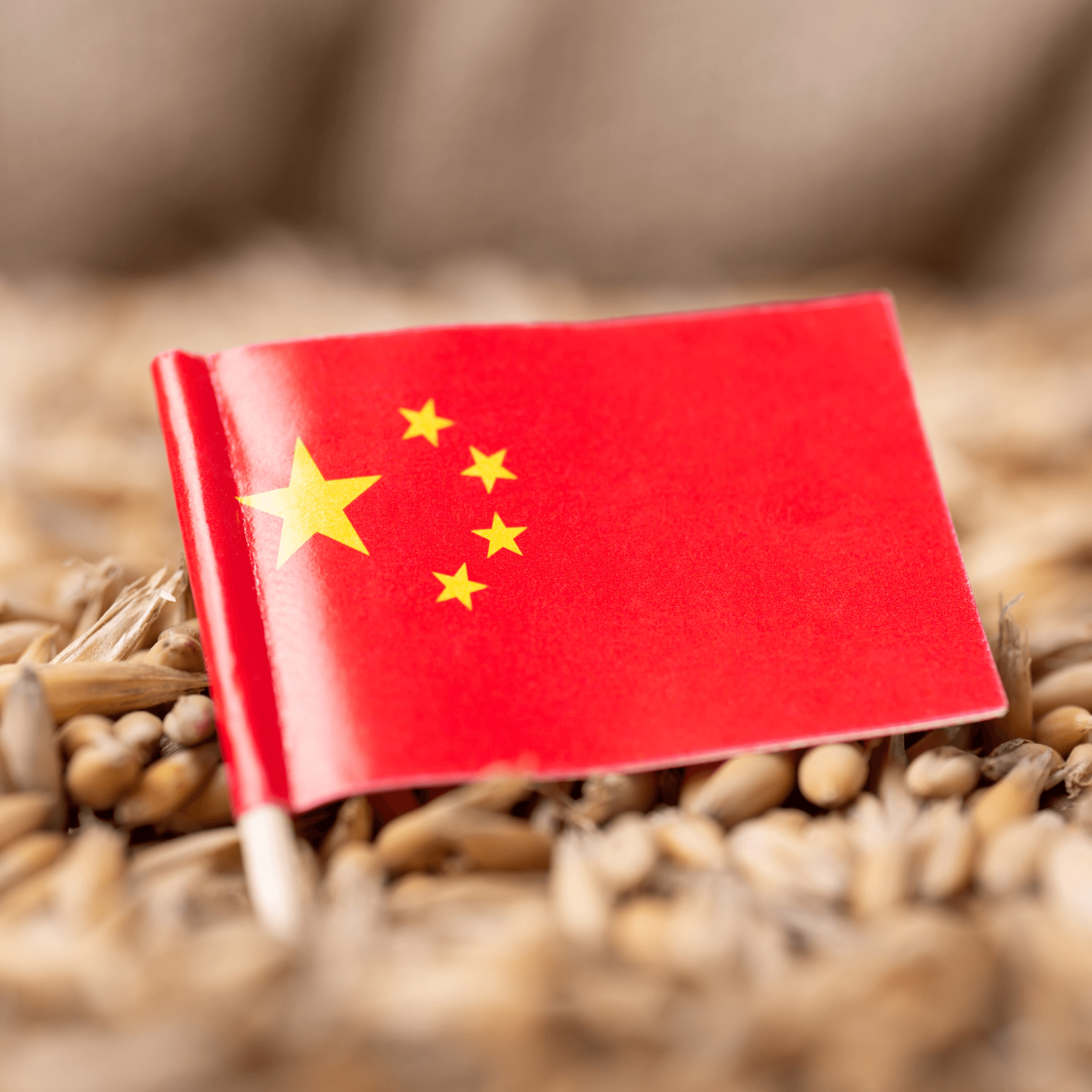 China Makes History with First-Ever Approval of Gene-Edited Wheat for ...