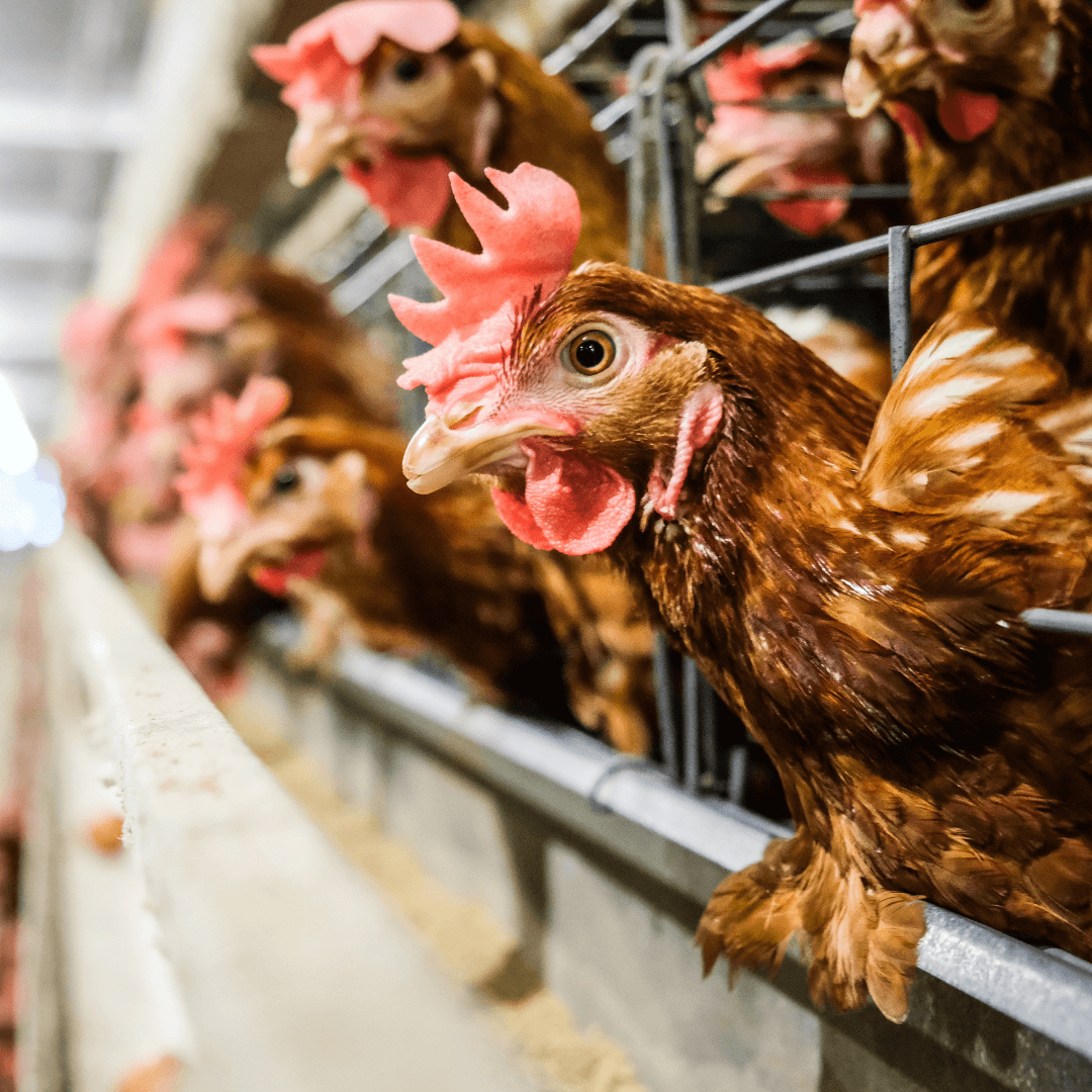 Fowl Play? Examining the UK's Reluctance to Adopt the Better Chicken ...