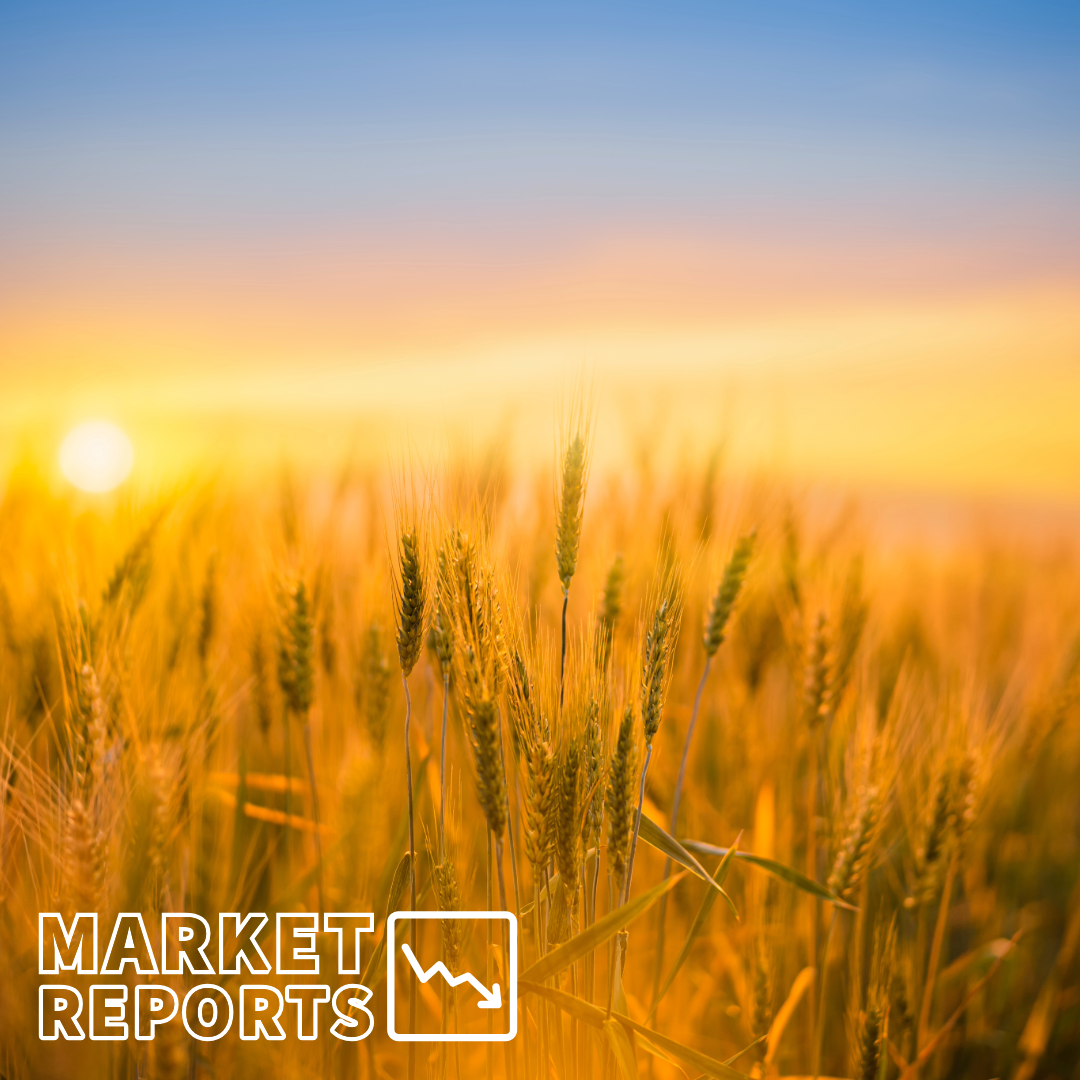 Global Wheat Prices Surge as Markets React to Export Demand and Weather ...