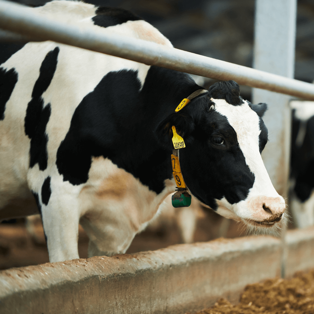 Suspension of Irish Beef Exports to China Following BSE Case - Ceres Shop