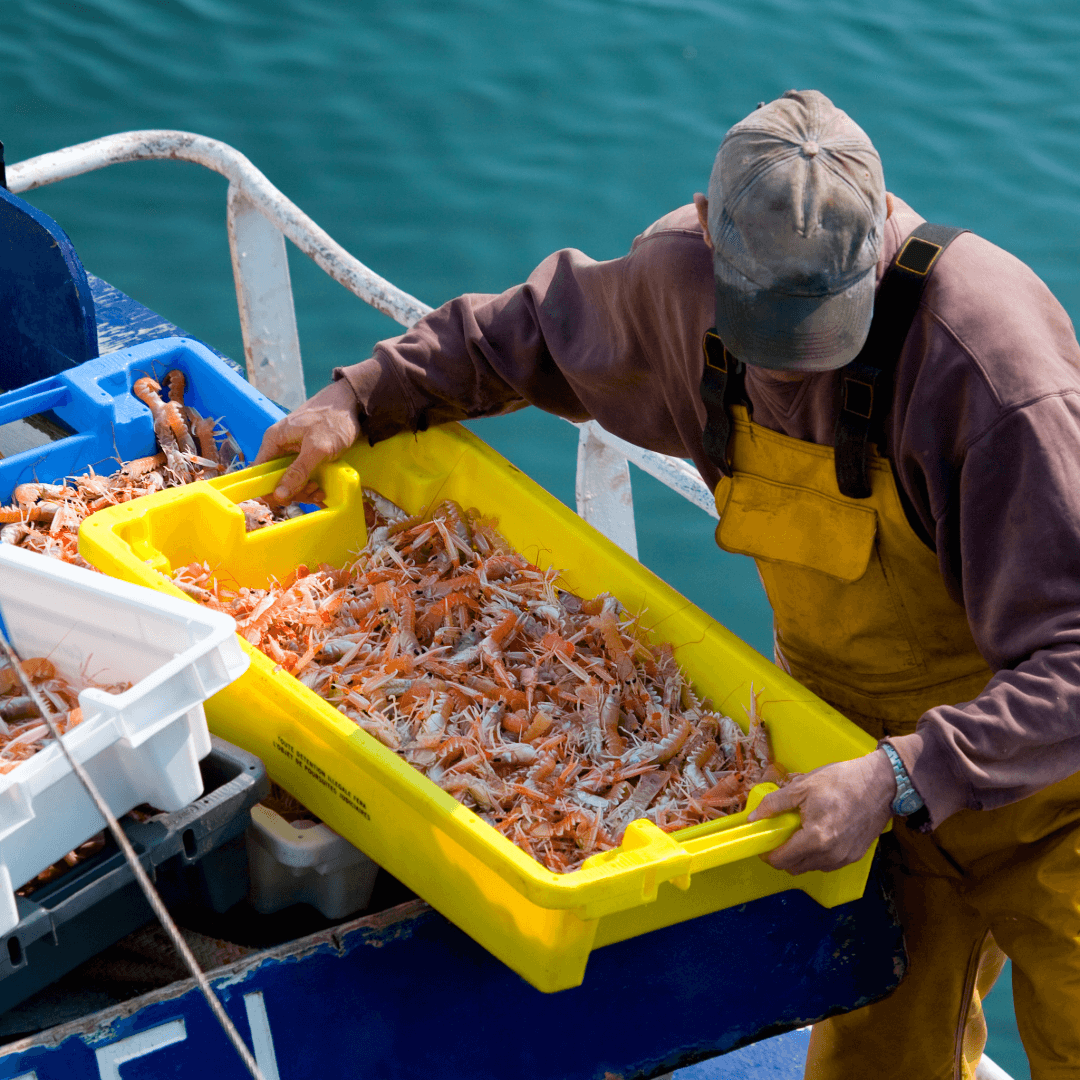 Sustainable Scampi: Separating Fact from Fiction - Ceres Shop