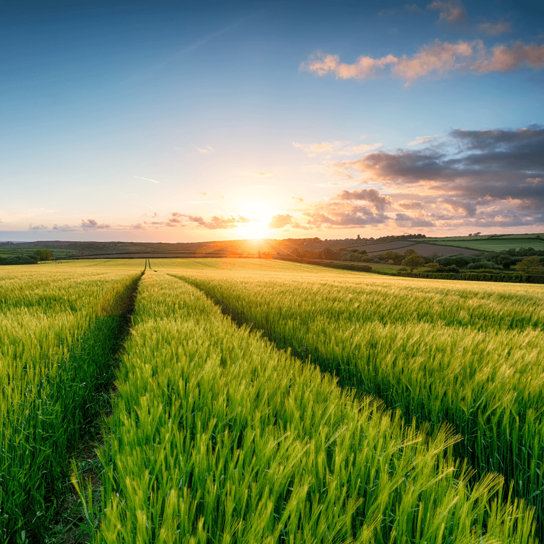 UK Farmers Struggle as Wet Winter Leads to Significant Drop in Crop ...