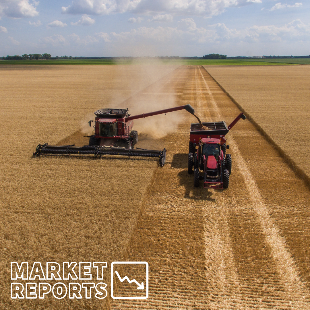 Wheat Market Update: Global Uncertainty Fuels Price Increases - Ceres Shop