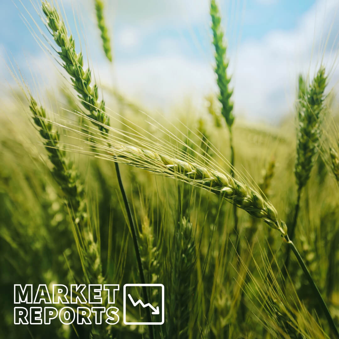 Wheat Market Update: Insights from the November Landscape - Ceres Shop