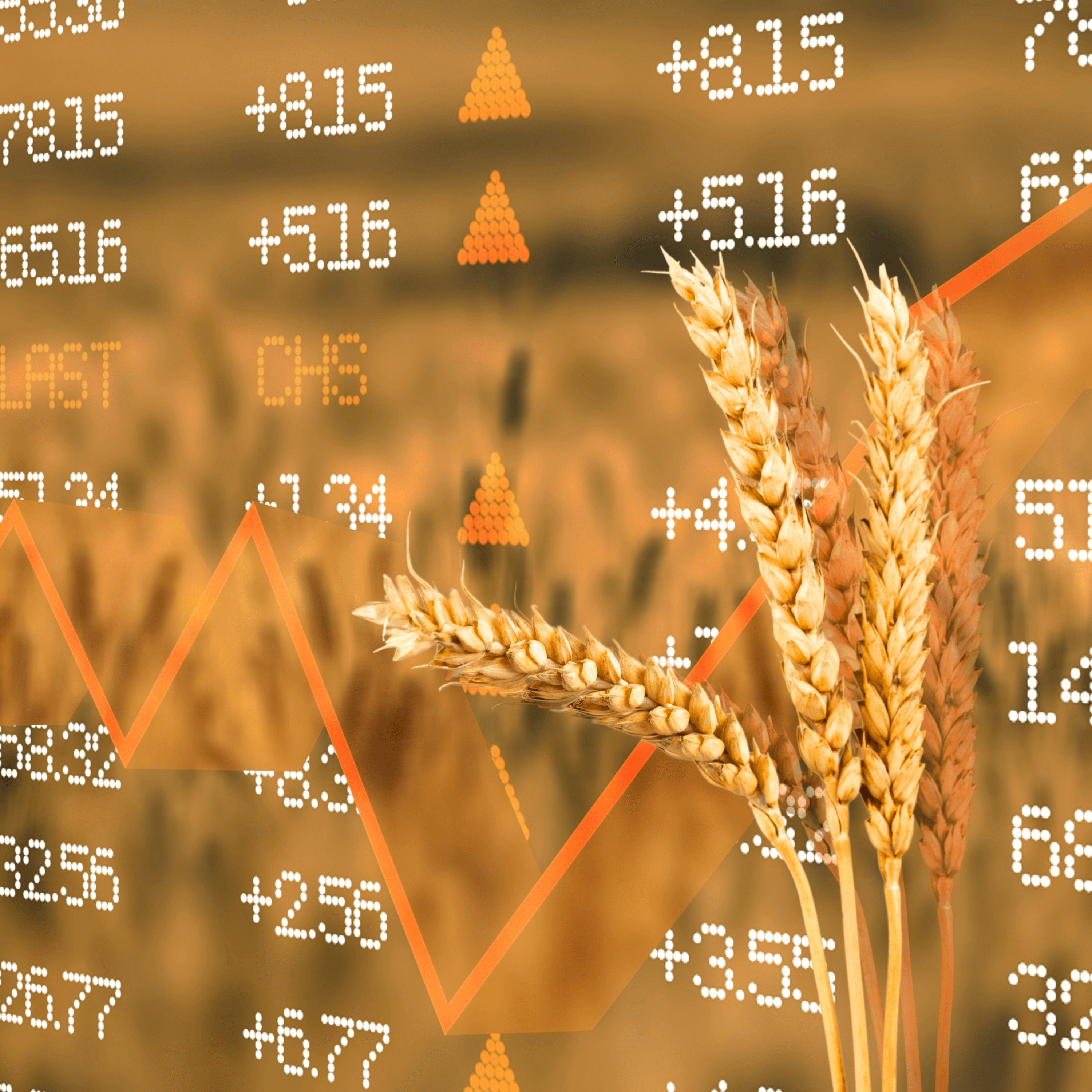 Wheat Prices Hit Eight-Month High: Conflict and Weather to Blame ...